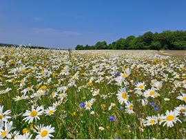 A New Green Haven for Test Valley Communities | Test Valley Borough Council